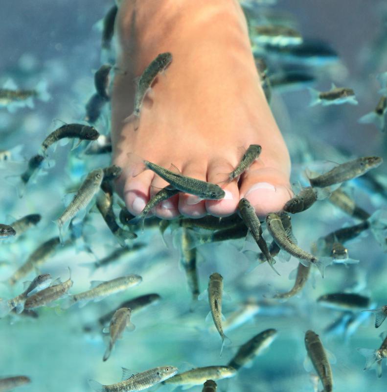 What Are the Pros and Cons of a Fish Pedicure? (with pictures)