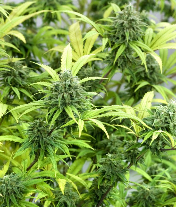 What is Hemp Lotion? (with pictures)